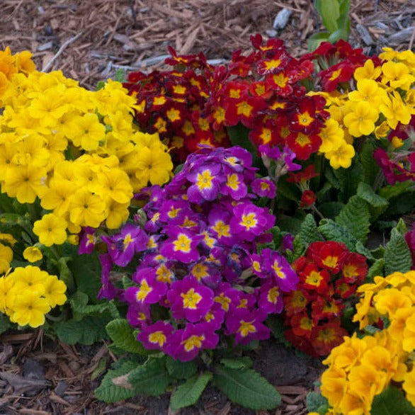 Primula Polyantha Pacific Giant Mix – Glenlea Greenhouses