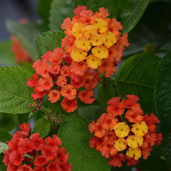 Lantana Bloomify – Glenlea Greenhouses